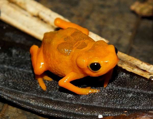 Nova espécie de sapo é encontrada no Parque da Serra do Brigadeiro
