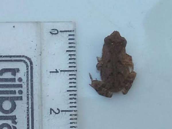 Menor sapo do Brasil é encontrado em Itaperuna